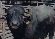 Where oh where have the Buffalypso gone? (video) - TriniGourmet.com